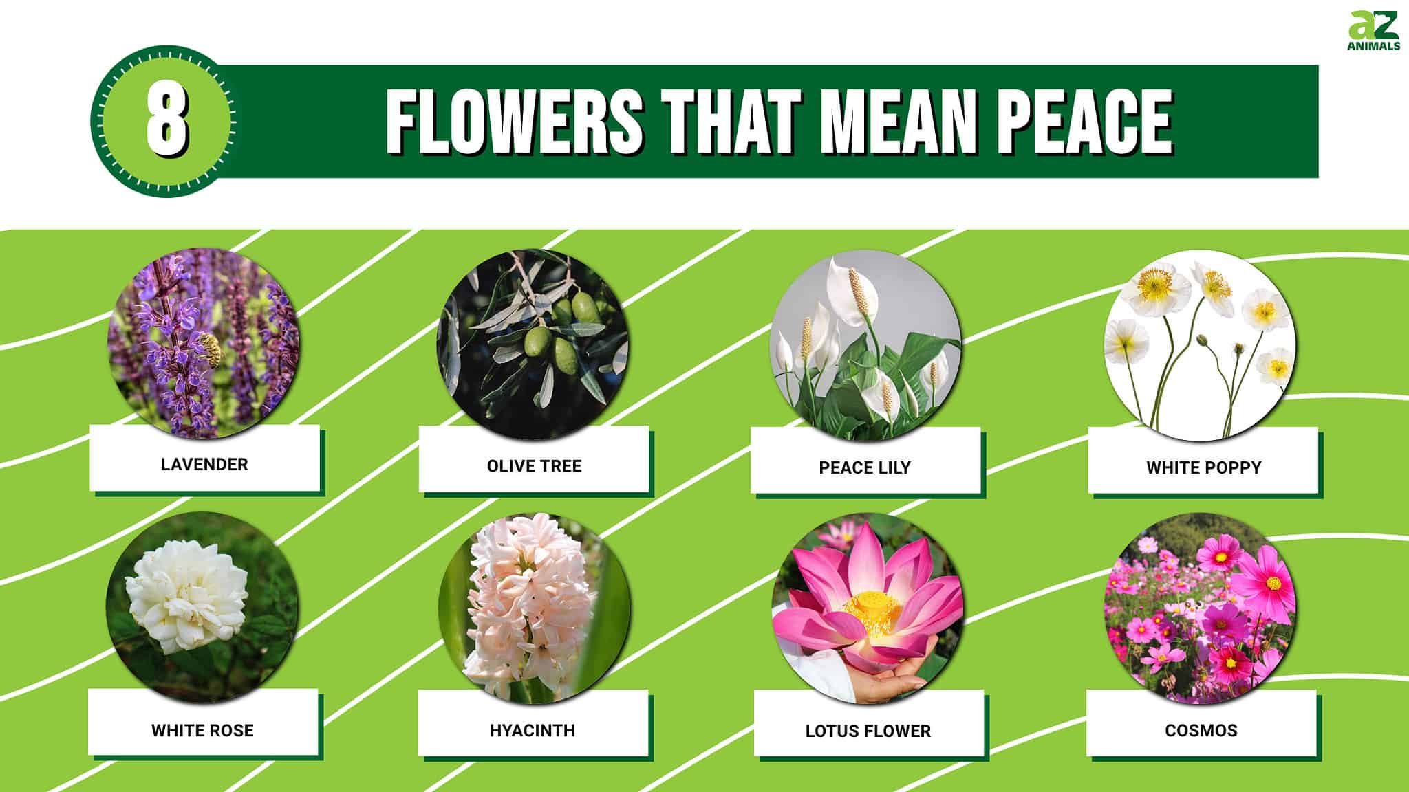 8 Incredible Flowers That Mean Peace - A-Z Animals