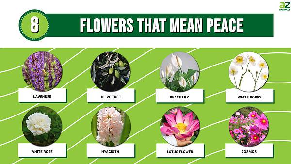 8 Incredible Flowers That Mean Peace - A-Z Animals