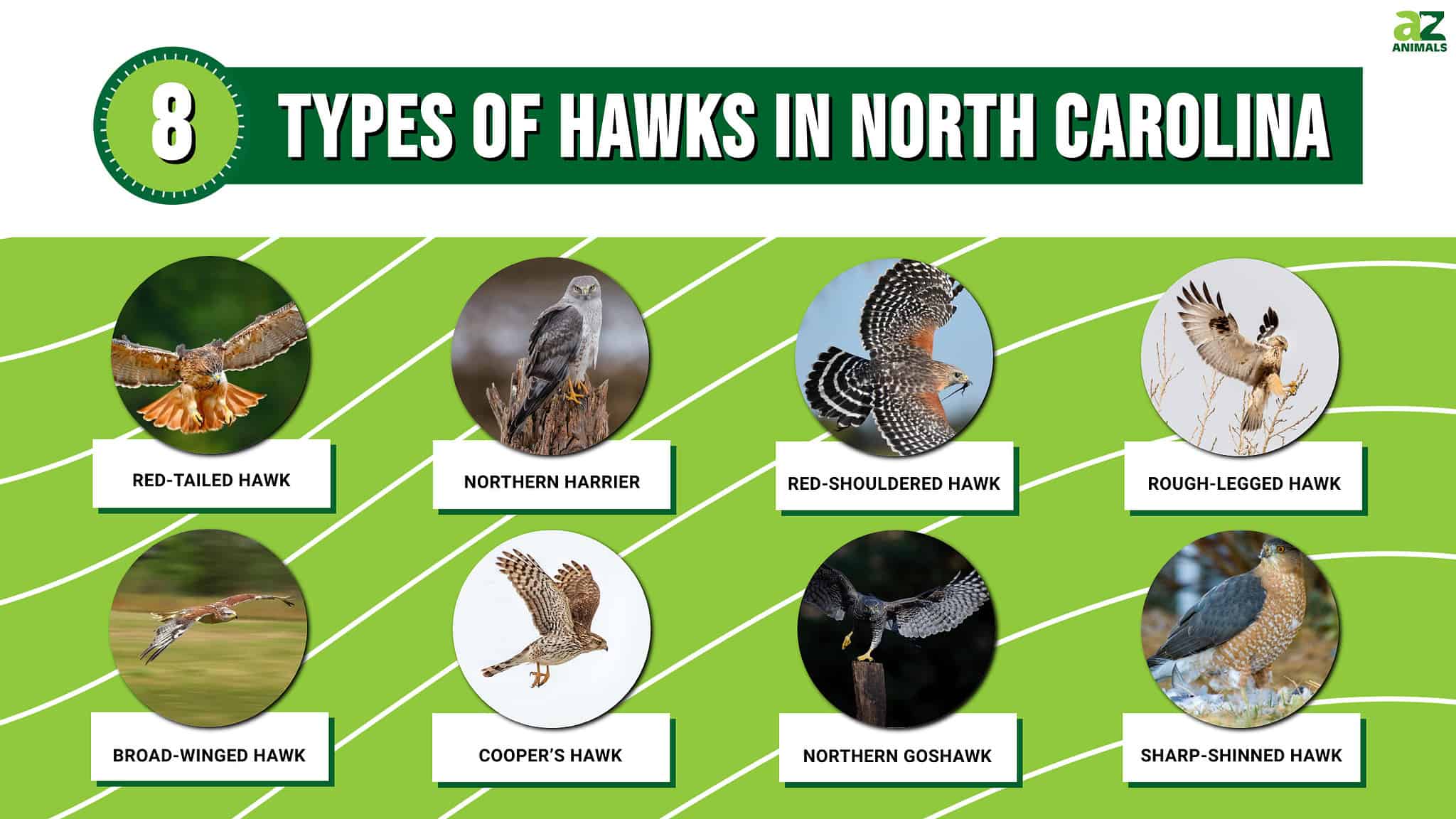 Discover 8 Types of Hawks in North Carolina - A-Z Animals