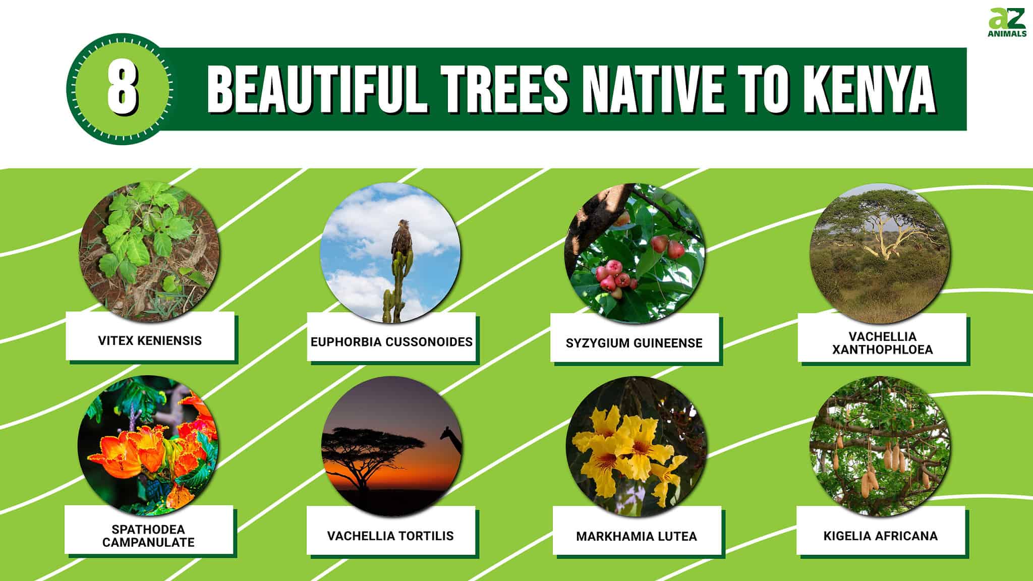 8 Beautiful Trees Native to Kenya - A-Z Animals