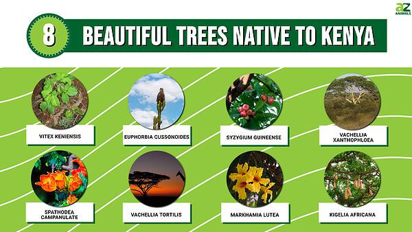 8 Beautiful Trees Native to Kenya - A-Z Animals