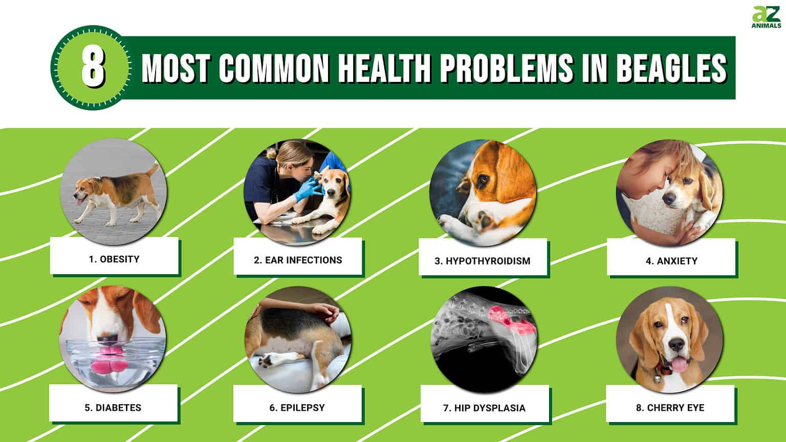 The 8 Most Common Health Problems in Beagles - A-Z Animals