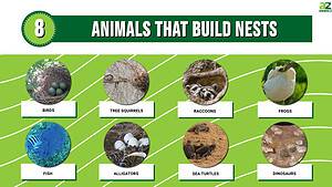 8 Animals that Build Nests (It's Not Just Birds!) - A-Z Animals
