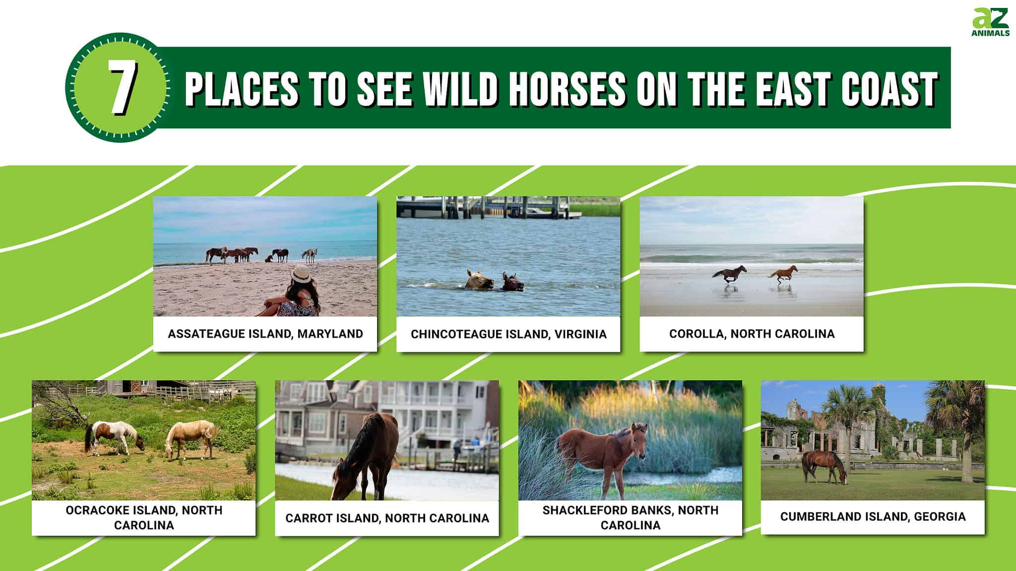 7 Places to See Wild Horses on the East Coast - A-Z Animals