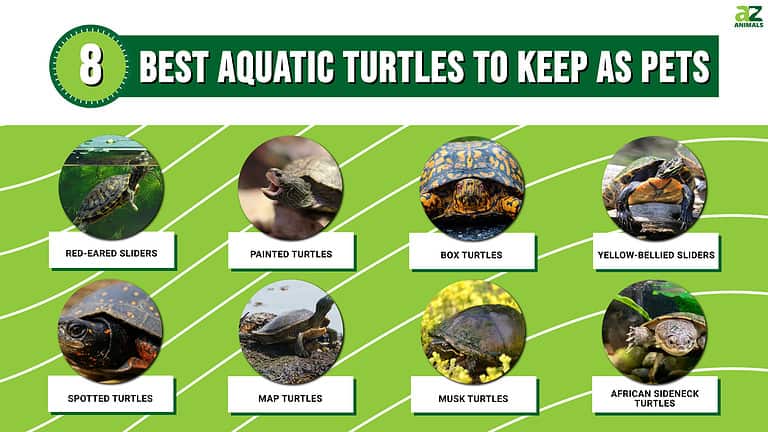 The 8 Best Aquatic Turtles to Keep as Pets - A-Z Animals