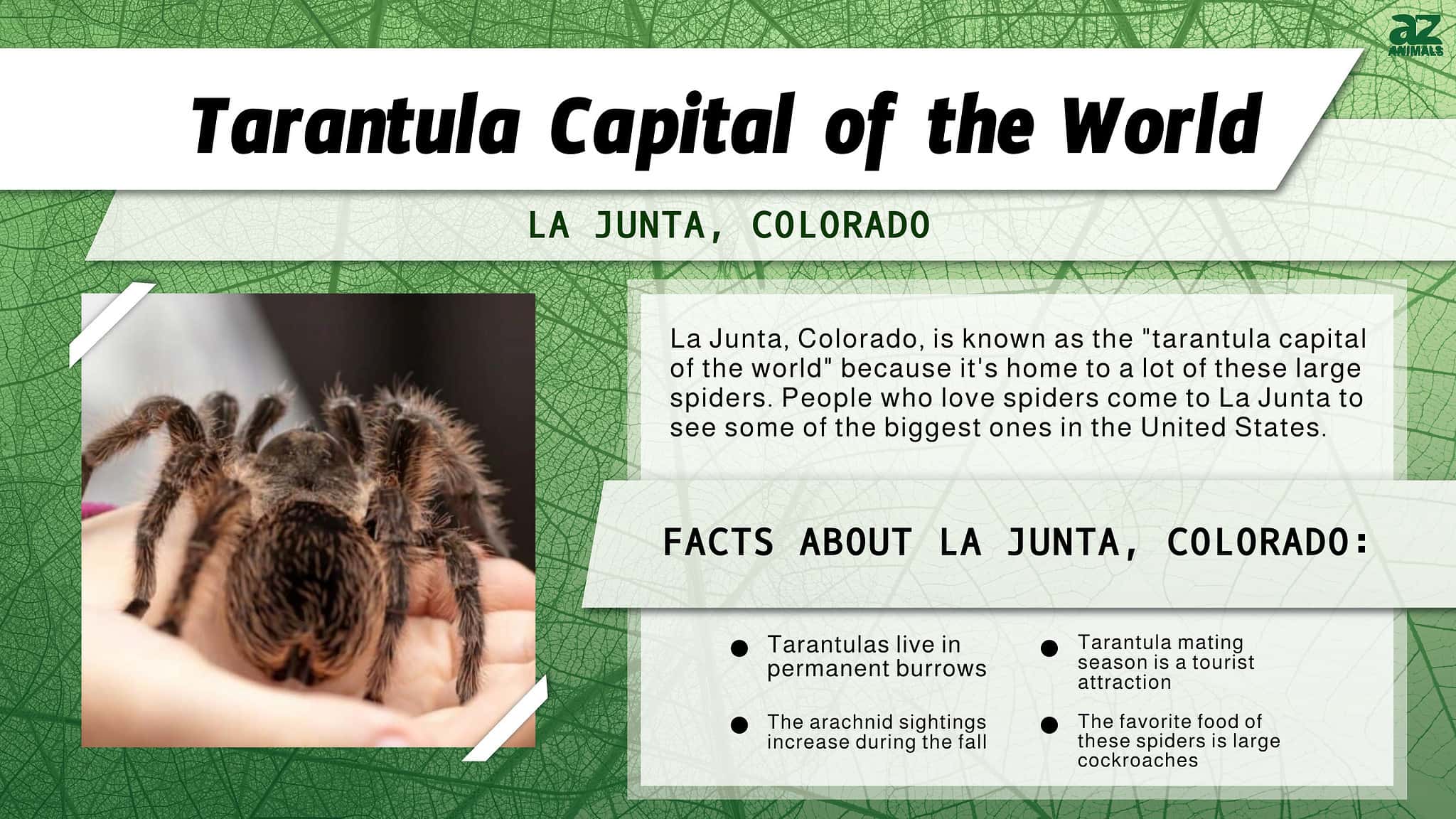 Colorado City Dubbed 'Tarantula Capital of the World' Is Bracing Up For ...