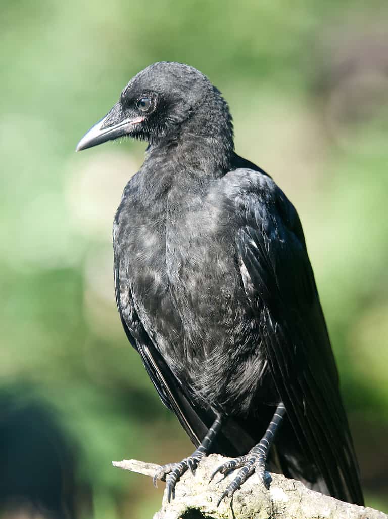 Baby Crow: 6 Pictures and 6 Amazing Facts - A-Z Animals