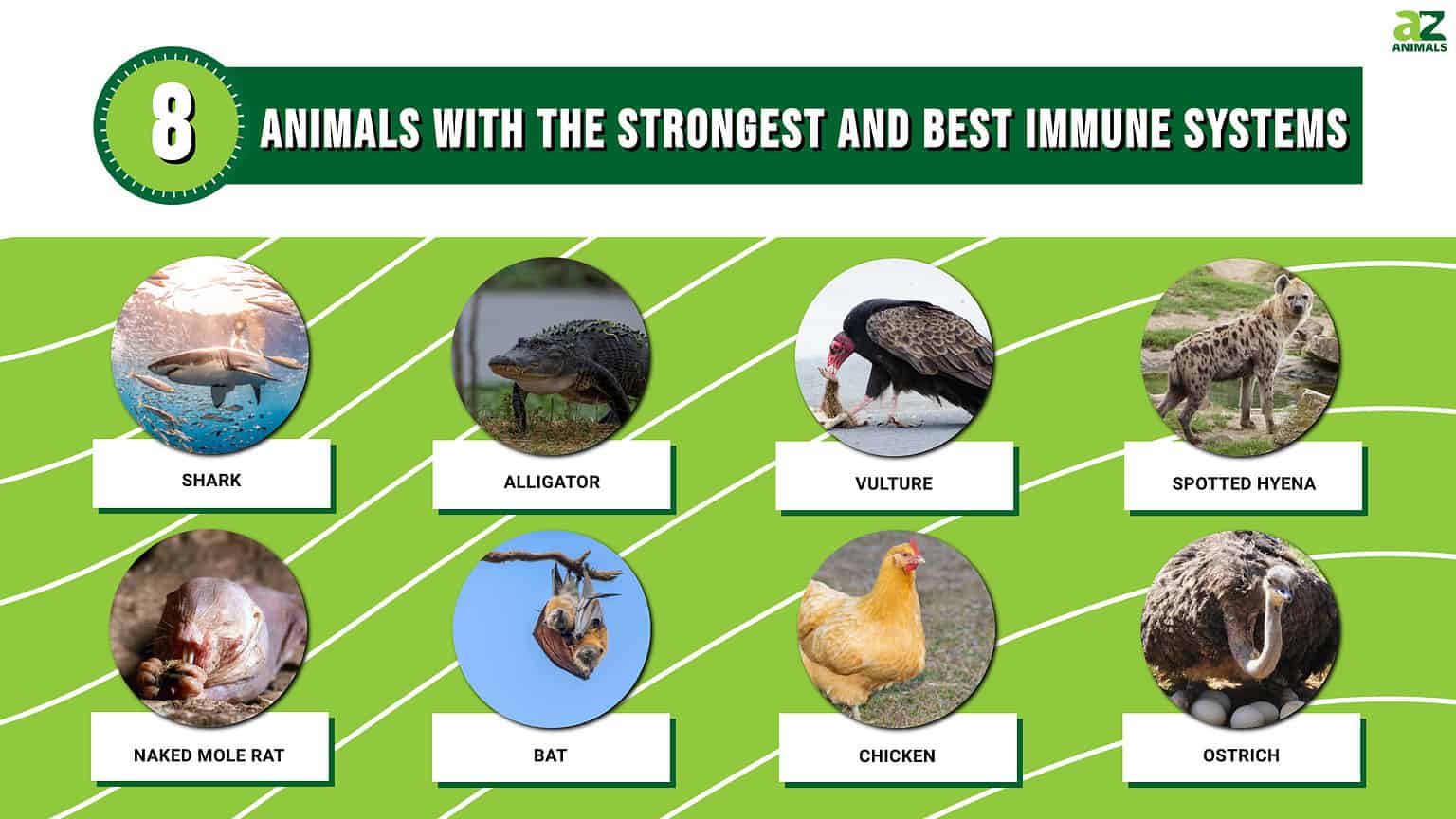 The Top 8 Animals with the Strongest and Best Immune Systems - A-Z Animals