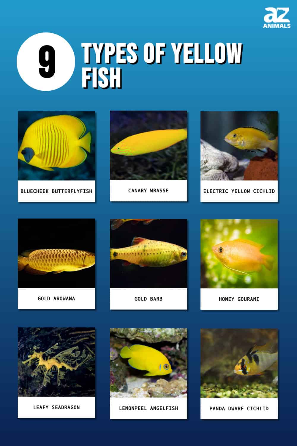 9 Types of Yellow Fish (With Pictures and Identification Guide) - A-Z ...