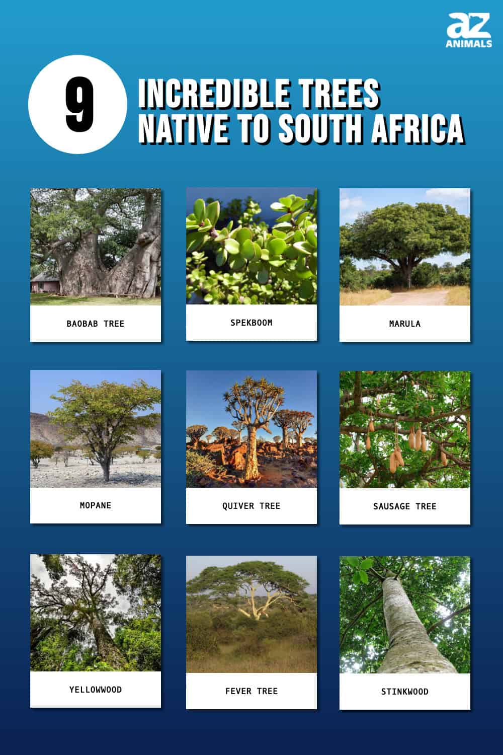 9 Incredible Trees Native to South Africa - A-Z Animals