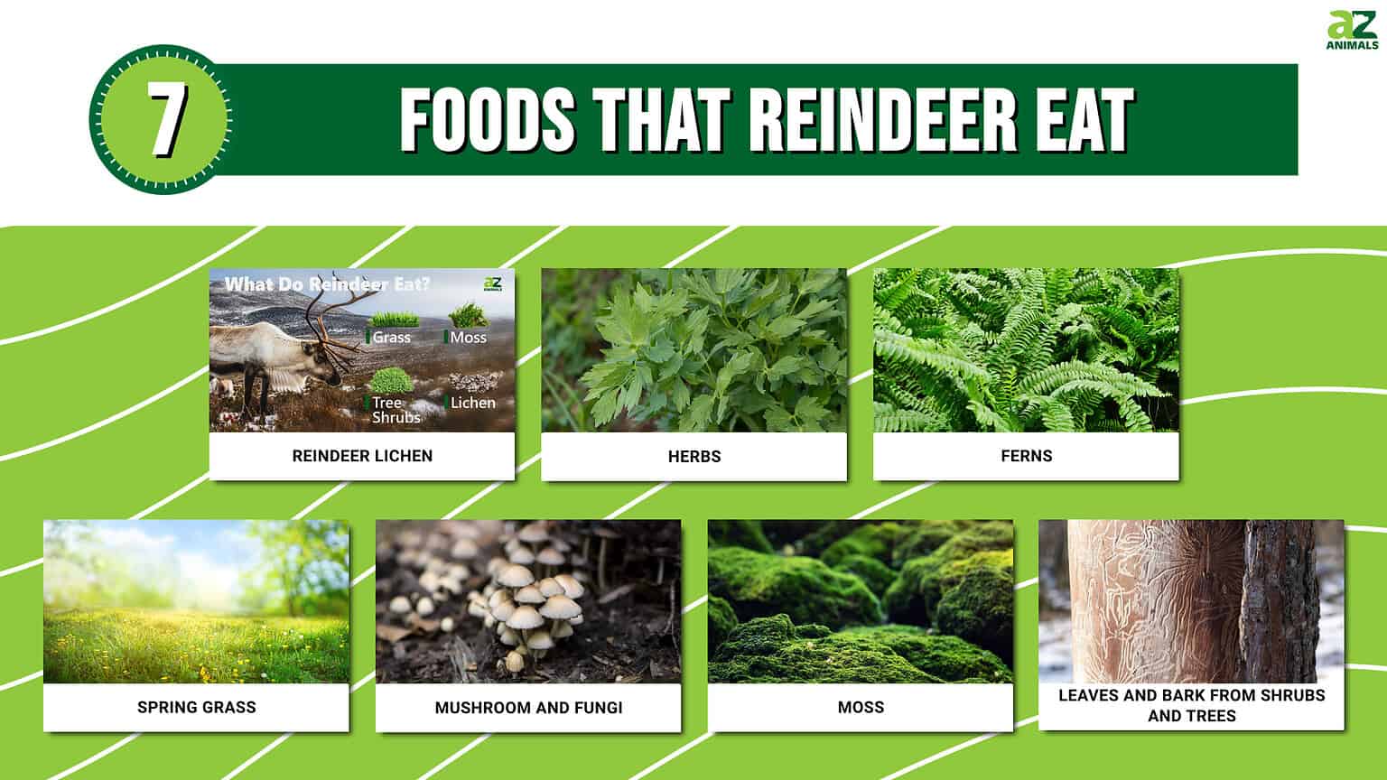 Discover the 7 Essential Foods in a Reindeer's Diet - A-Z Animals