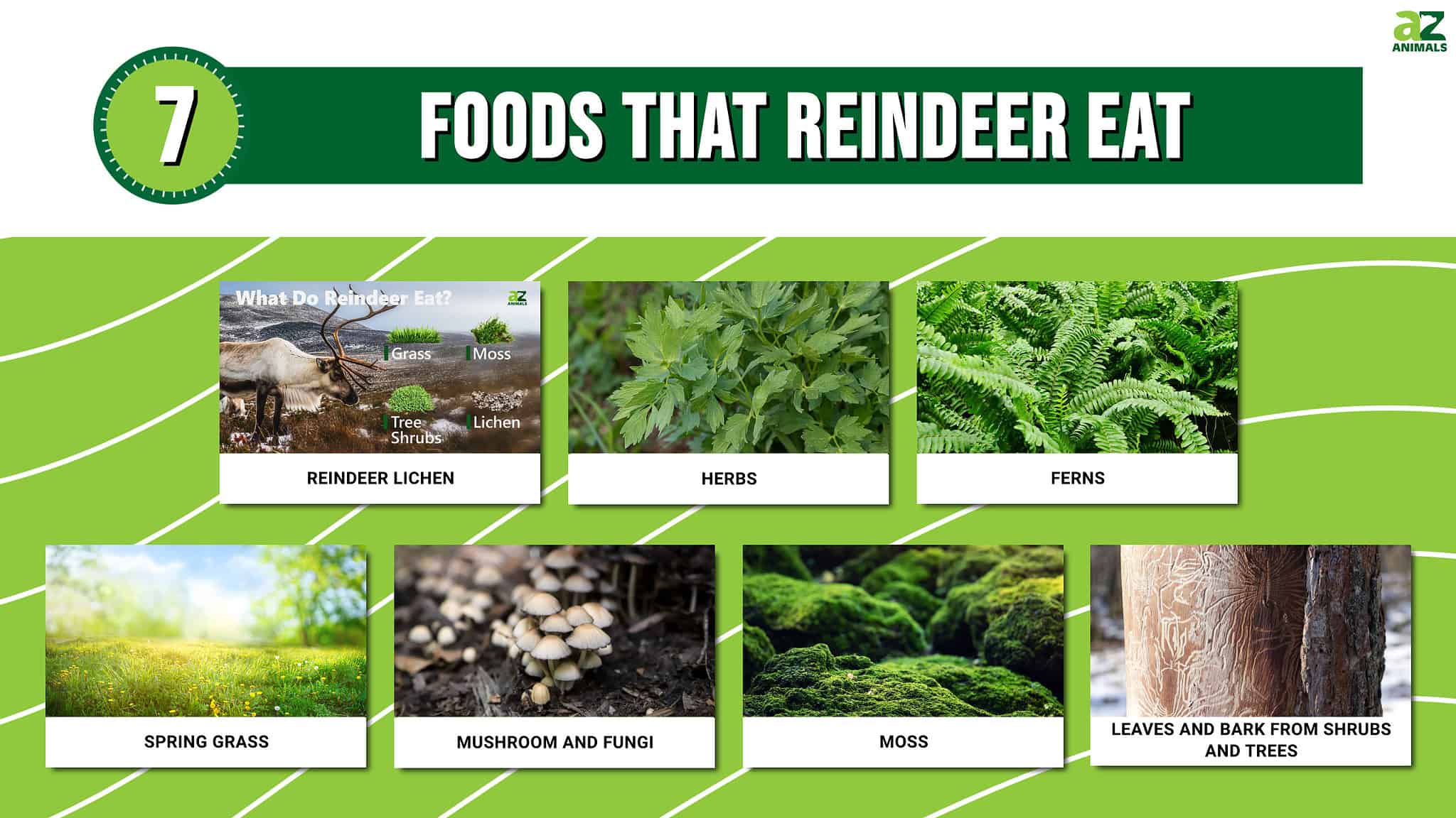 Discover the 7 Essential Foods in a Reindeer's Diet - A-Z Animals
