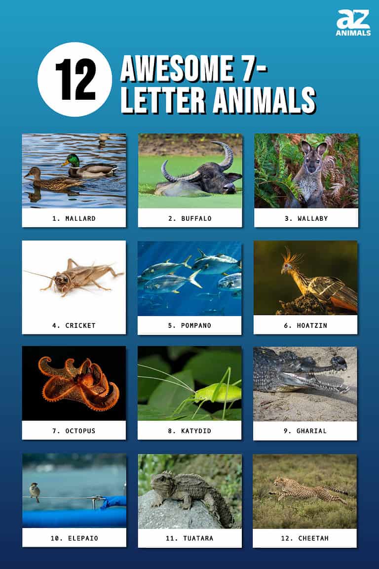 Explore 12 Awesome 7-Letter Animals - A-Z Animals