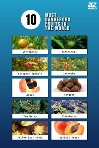 The 10 Most Dangerous Fruits in the World - A-Z Animals