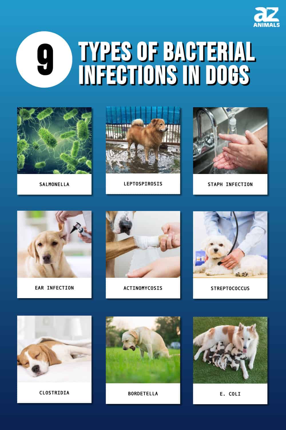 9 Types of Bacterial Infections in Dogs - A-Z Animals
