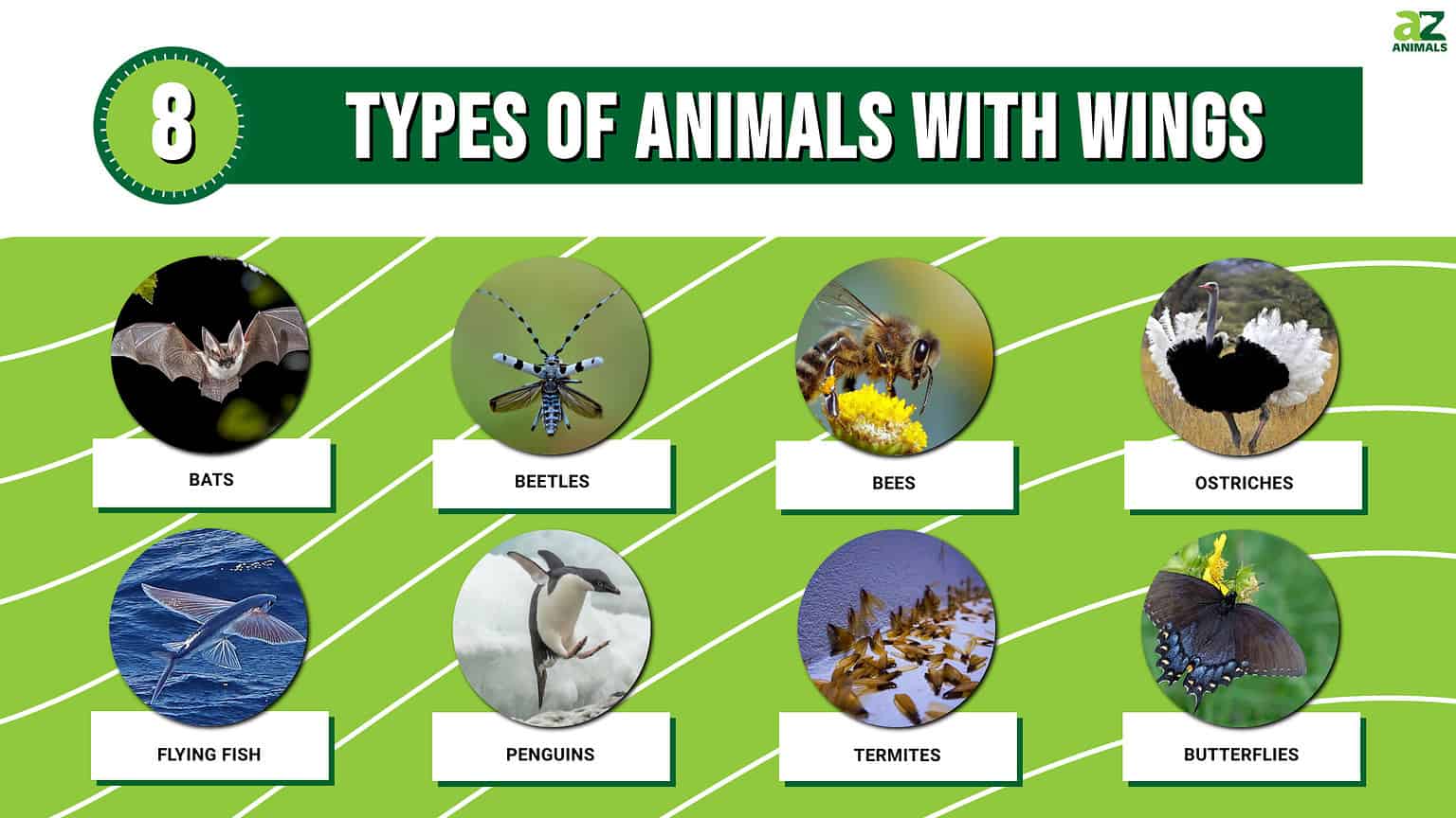 Not Just Birds: Here Are 8 Types of Animals with Wings - A-Z Animals