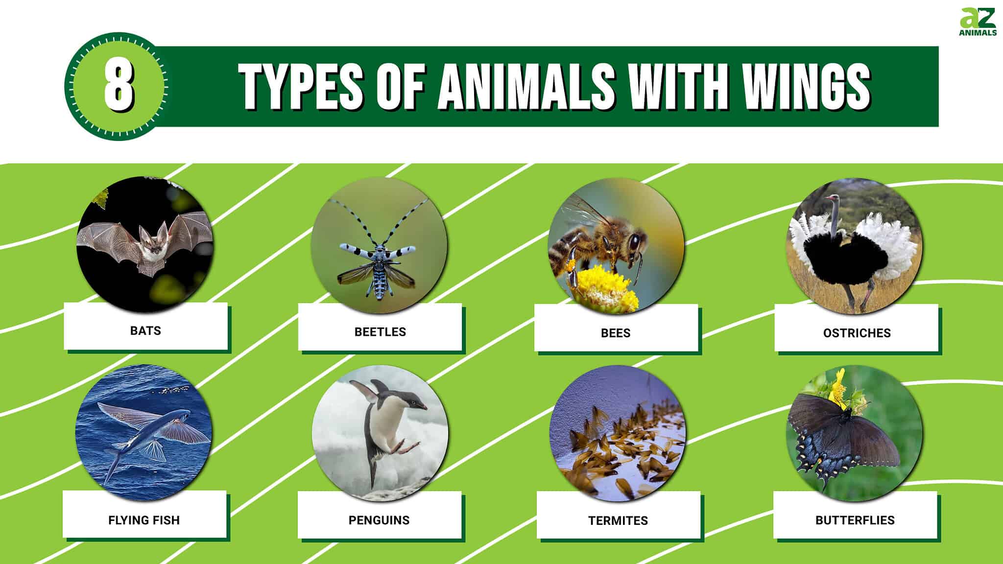 Not Just Birds: Here Are 8 Types of Animals with Wings - A-Z Animals
