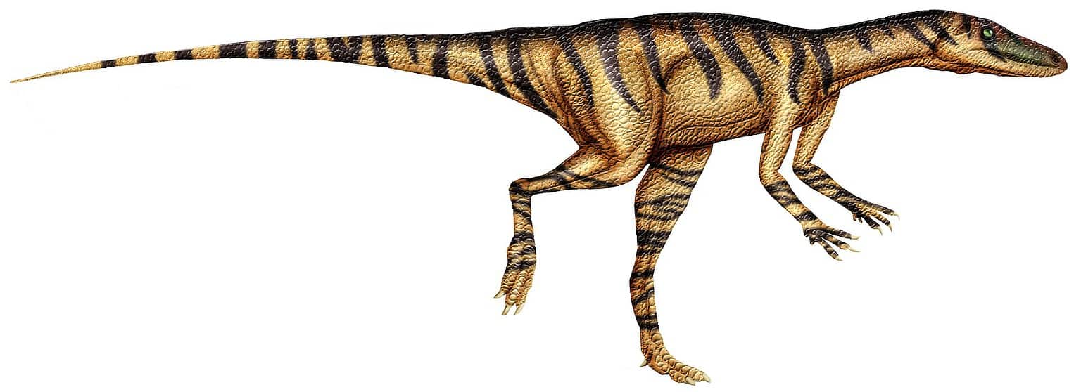 13 Incredible Dinosaurs That Start With W - A-Z Animals