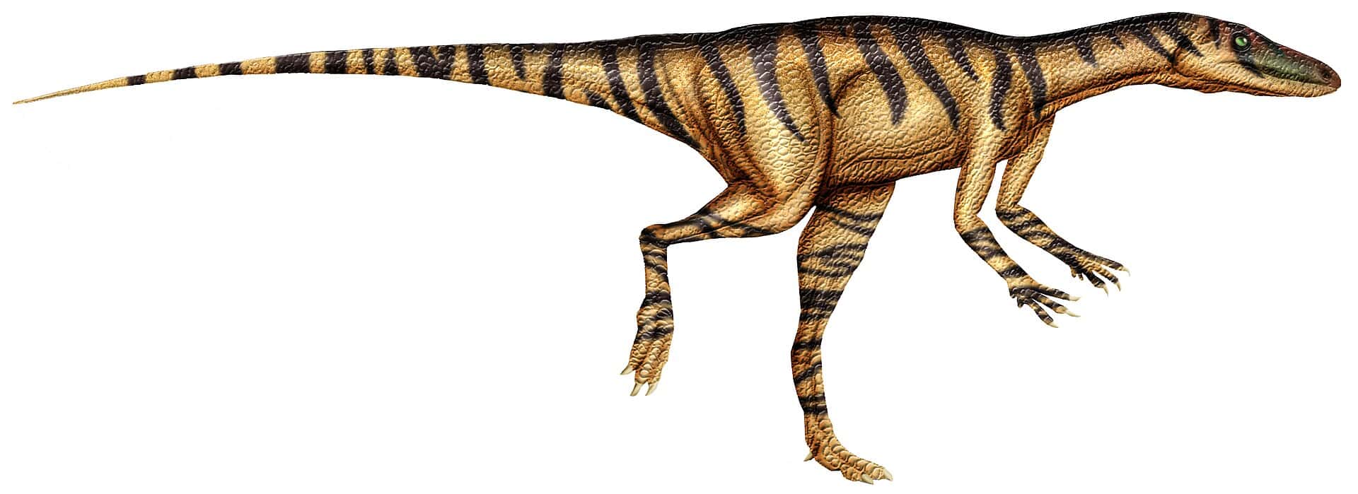 13 Incredible Dinosaurs That Start With W - A-Z Animals