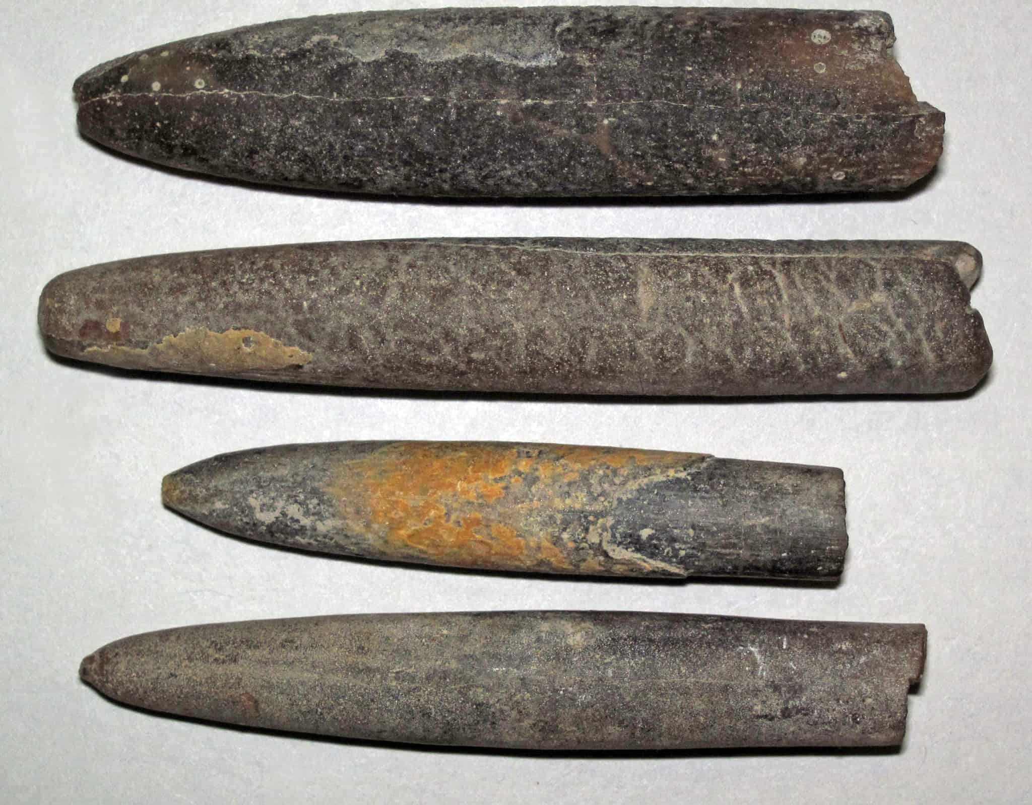 The Complete List of Every U.S. State Dinosaur and Fossil - A-Z Animals