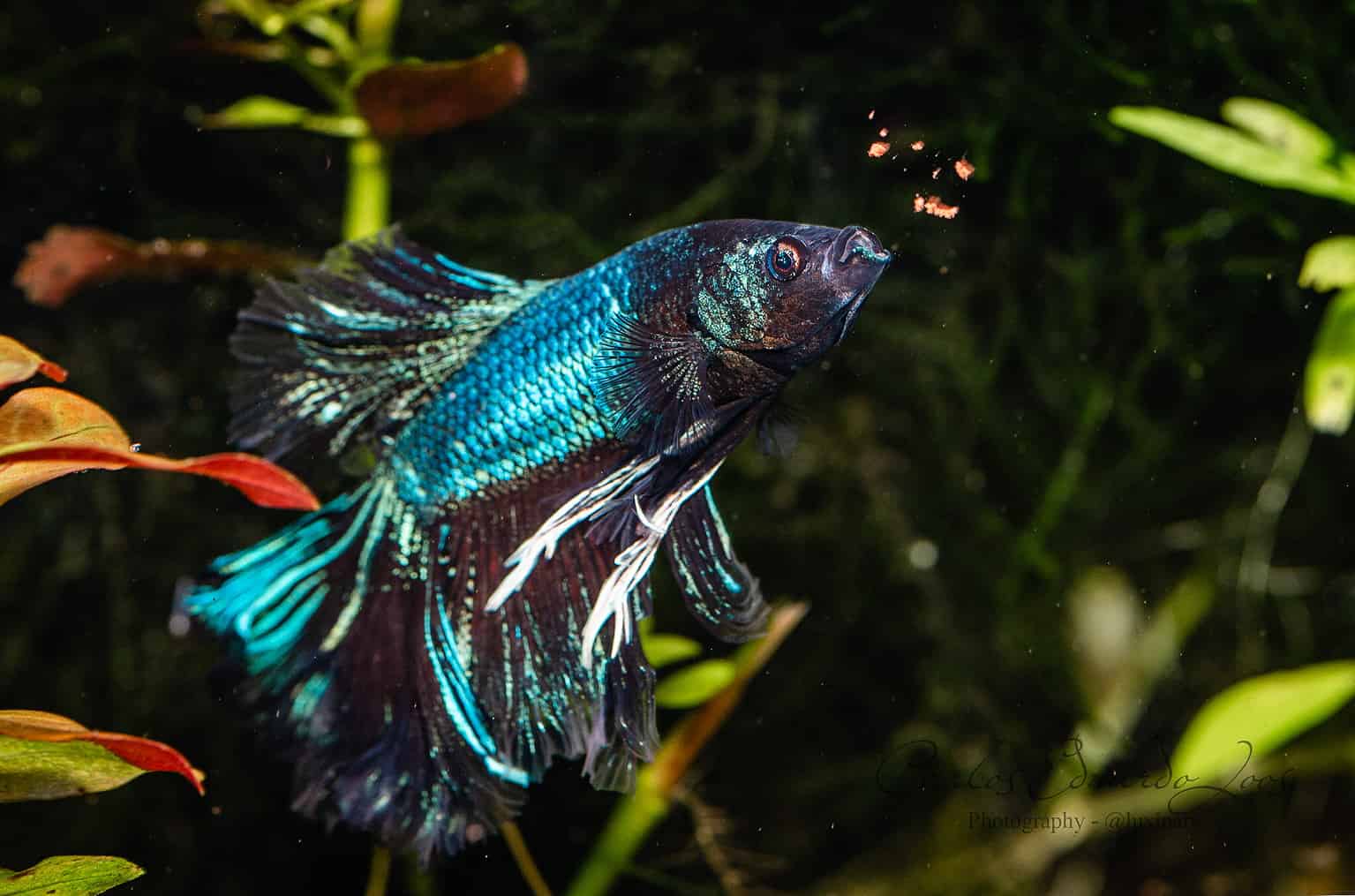 The 10 Best Betta Fish Toys You Can Safely Put in Their Tank - A-Z Animals