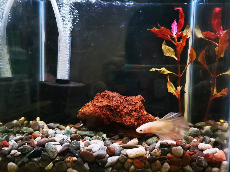 110+ Incredible Fish Name Ideas For Your Adorable Fin-Tastic Friend - A ...