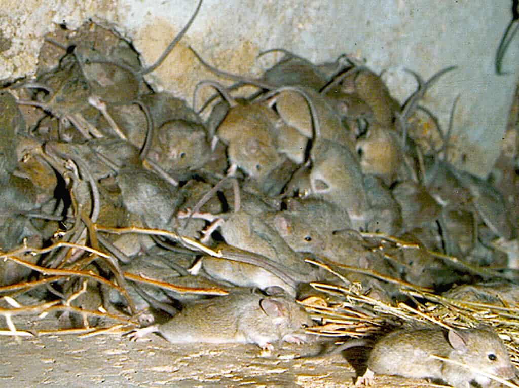 Hundreds of Thousands of Mice Are Swarming Australia's Farms - A-Z Animals