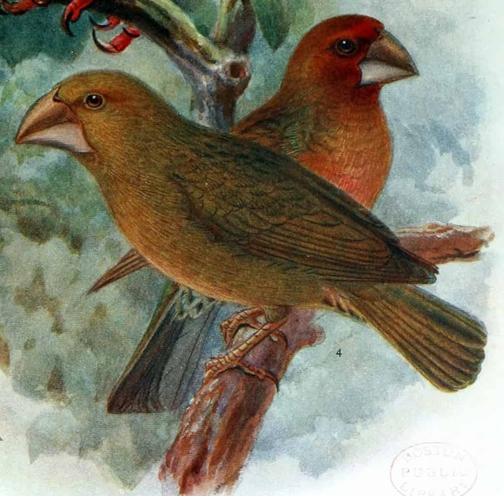 25 Extinct Bird Species the World Will Never See Again - A-Z Animals ...