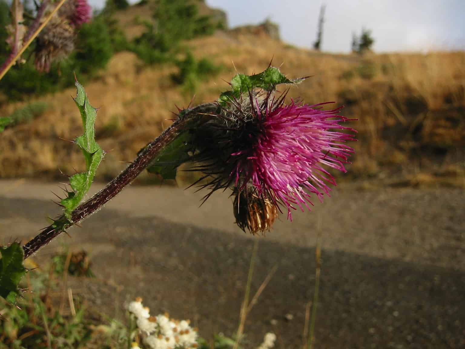 15 Amazing Thistle Plants and How to Tell Them Apart - A-Z Animals