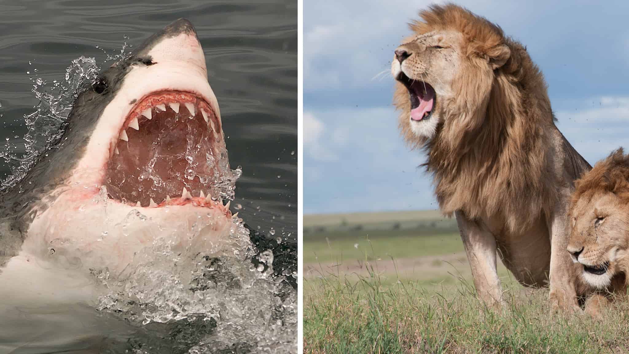 36 Fascinating Facts About Animals To Bolster Your Knowledge - A-Z ...