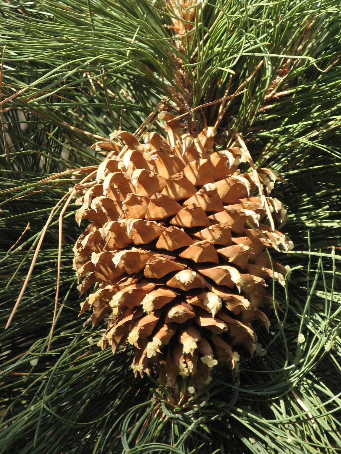 10 Types of Pine Cones - Shapes, Sizes and Colors - A-Z Animals