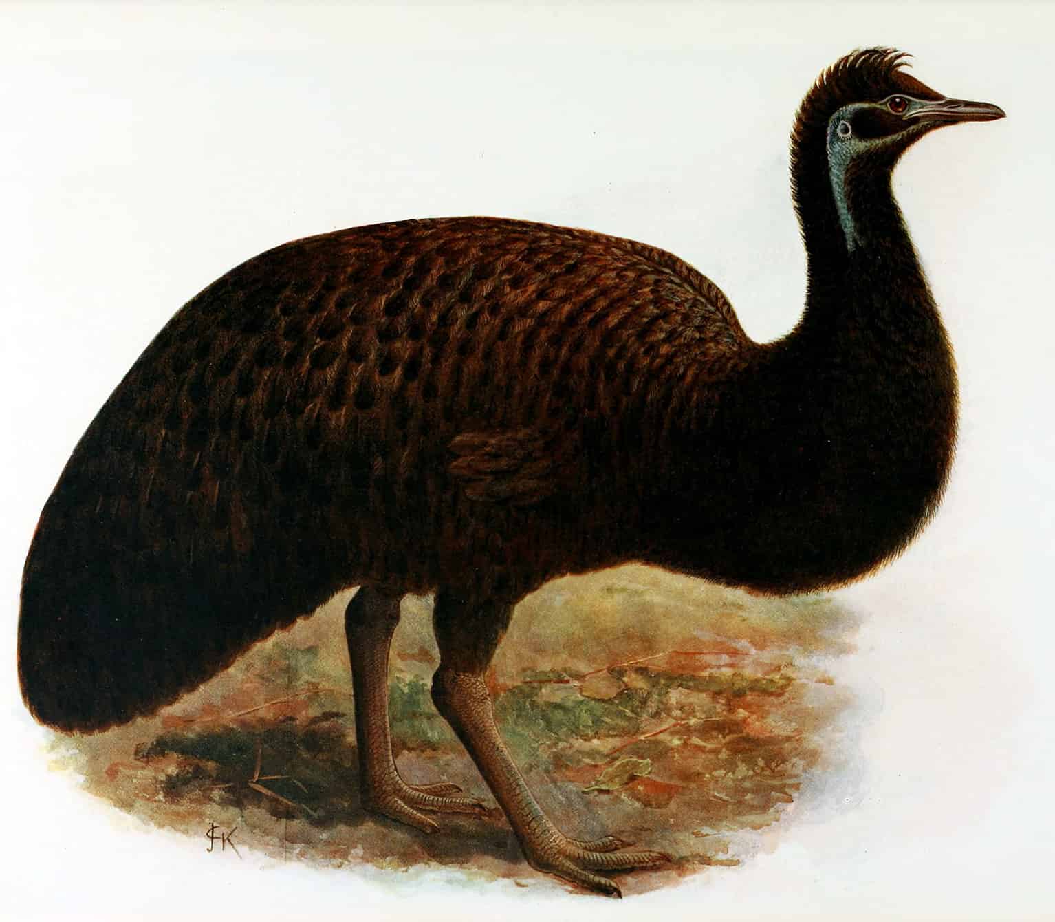25 Extinct Bird Species the World Will Never See Again - A-Z Animals ...