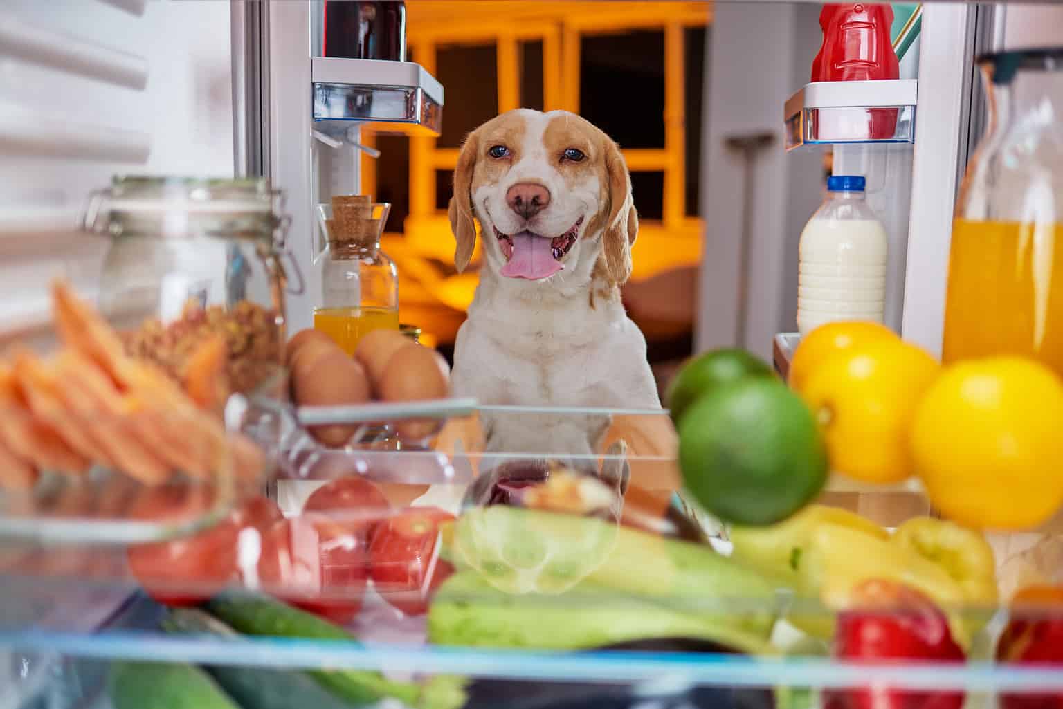 500 Funny and Sweet Nicknames People Call Their Dogs - A-Z Animals