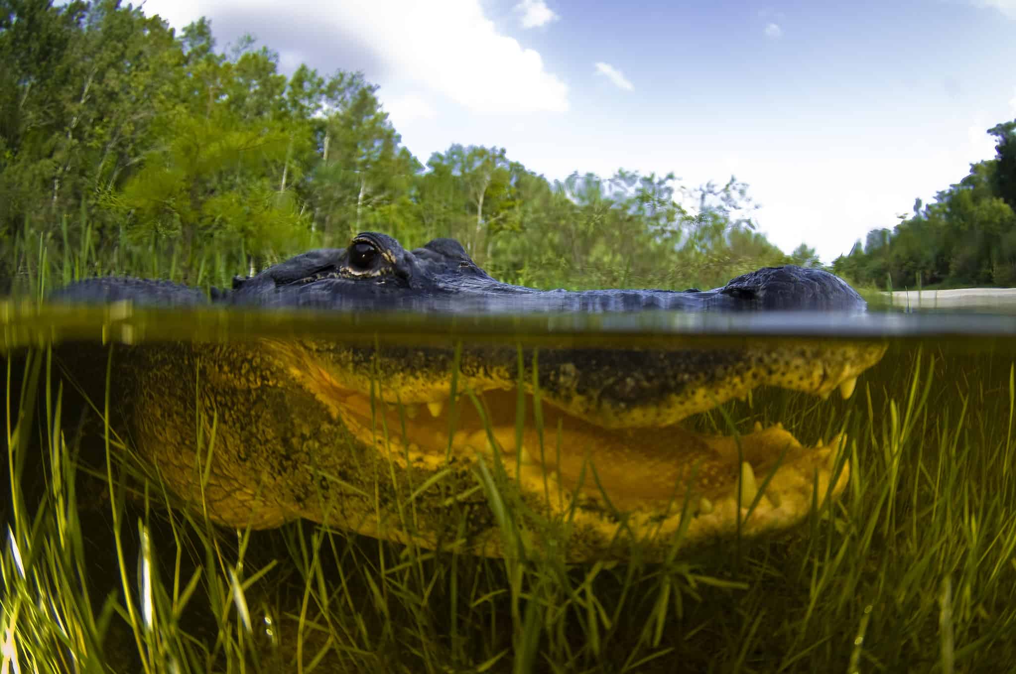 These Are the Most Gator-Populated Waters in the Tar Heel State - A-Z ...