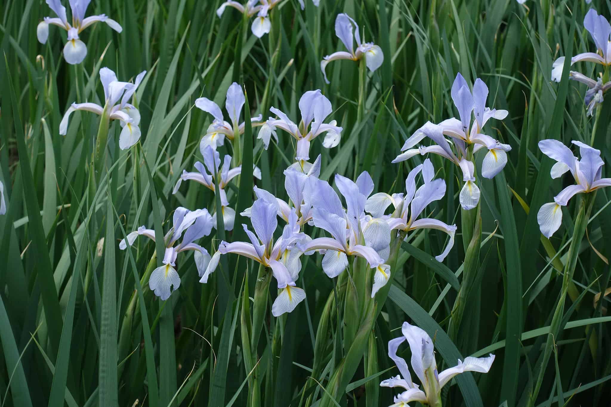 10 Types of Iris and How To Tell Them Apart - A-Z Animals