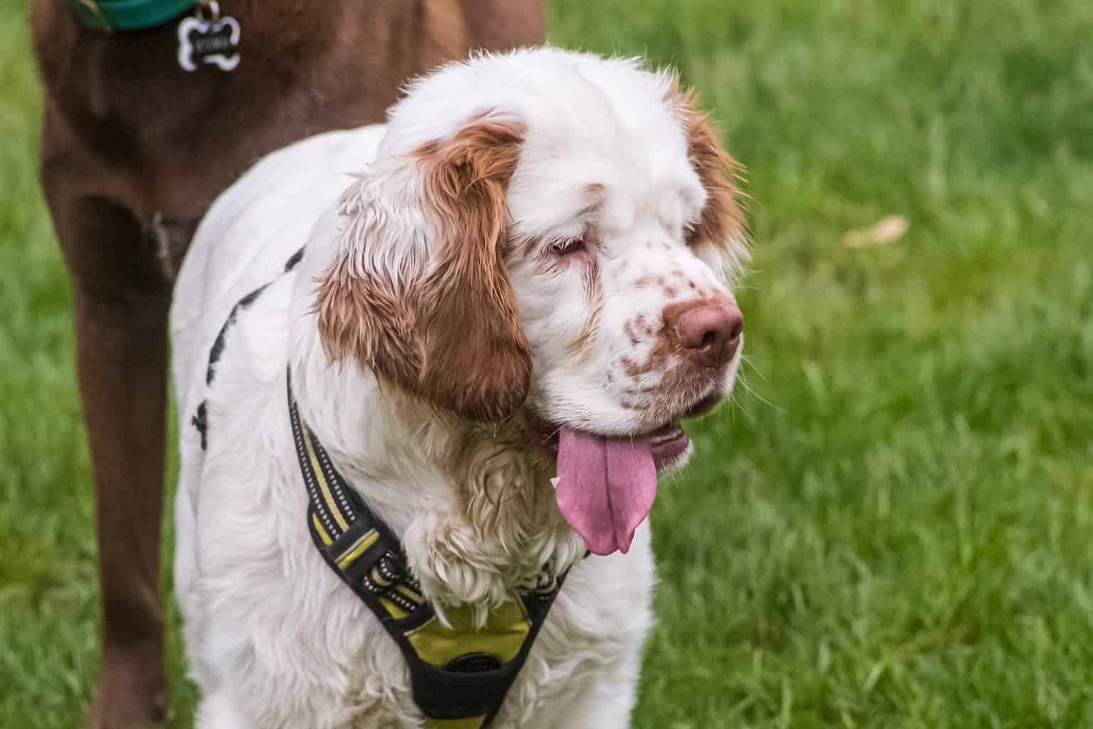 Are Clumber Spaniels Good Pets? 6 Reasons to Consider This Breed - A-Z ...