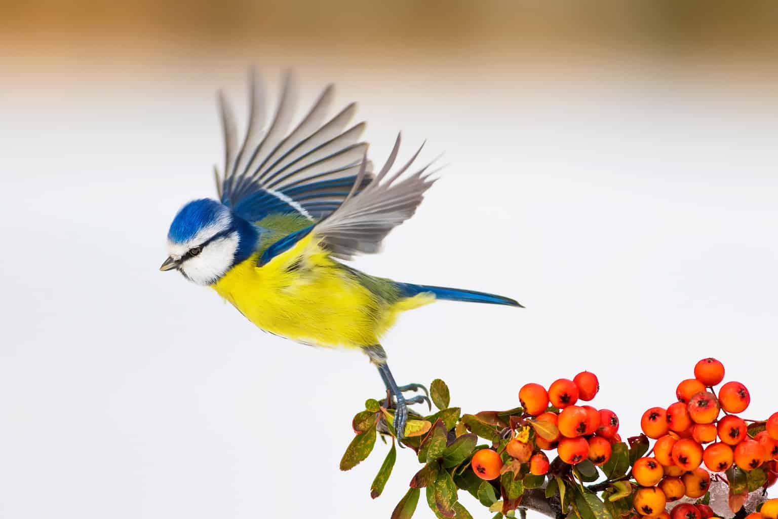 The Complete List of the 9 3-Letter Birds - A-Z Animals