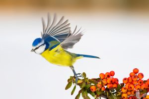 The Complete List of the 9 3-Letter Birds - A-Z Animals