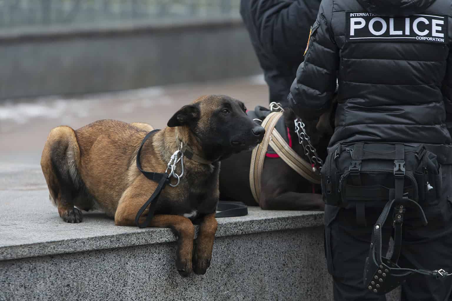 K-9 Officers: The Diverse Duties and Unwavering Loyalty of Police Dogs ...