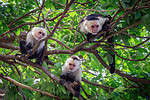 11 Things You Didn't Know About Capuchin Monkeys - A-Z Animals