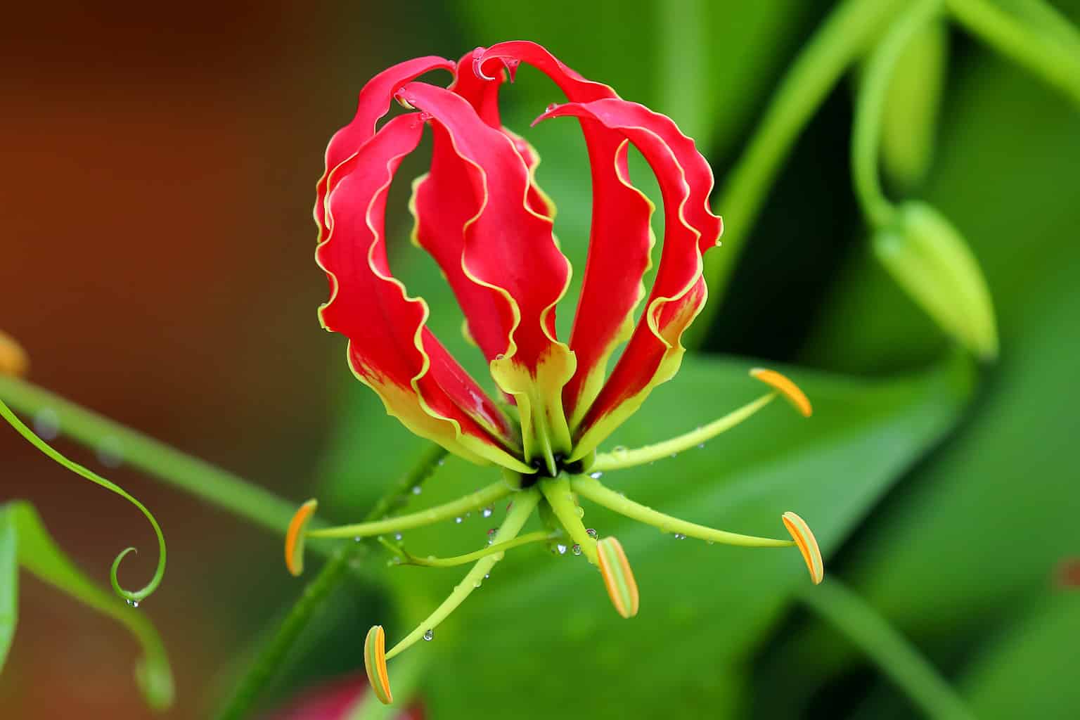 The 11 Most Expensive Flowers in the World in 2024 - A-Z Animals