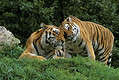 Male vs. Female Tigers: 3 Key Differences - A-Z Animals