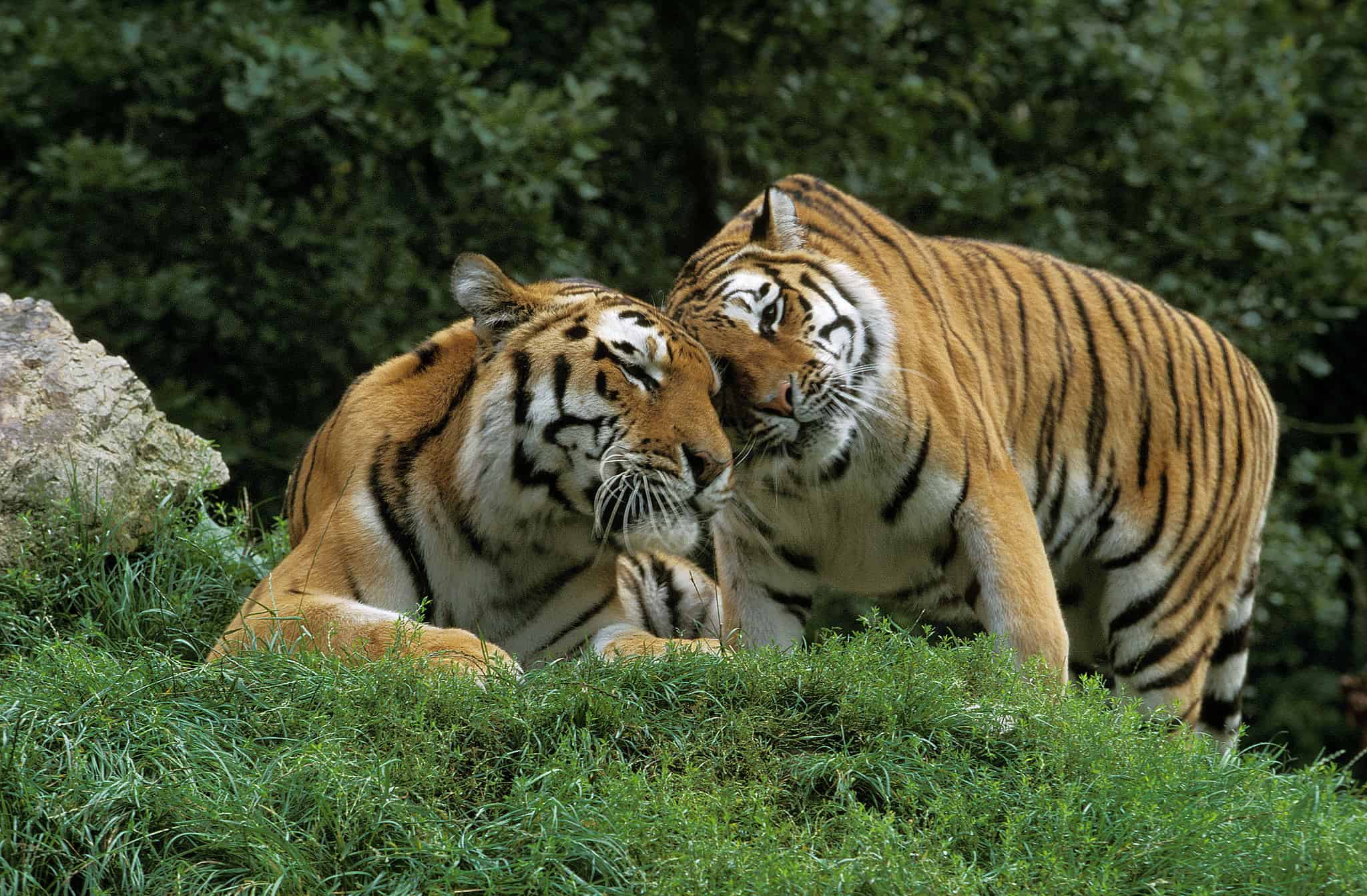 Male vs. Female Tigers: 3 Key Differences - A-Z Animals
