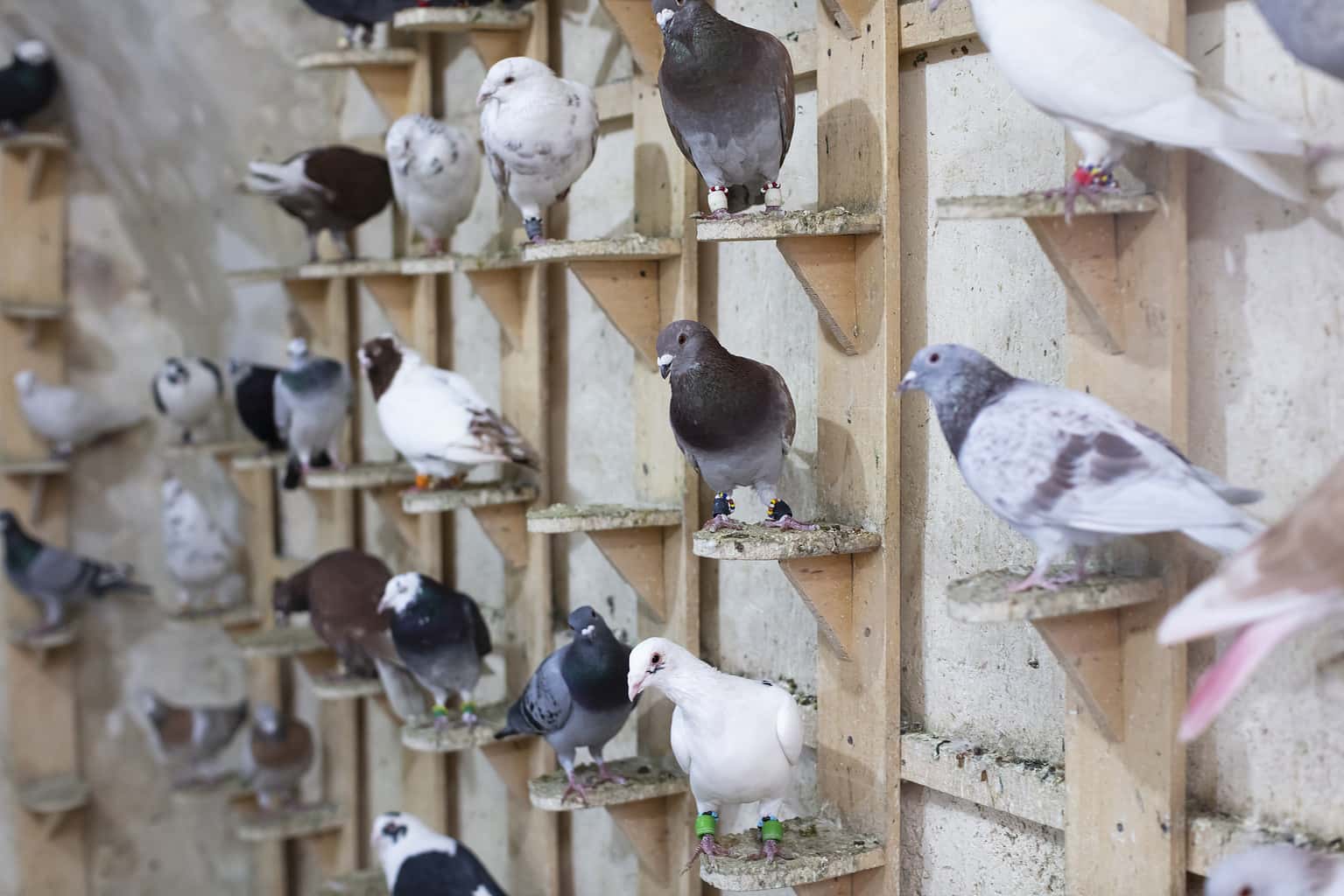 The Role and Legacy of Carrier Pigeons in Rescue and Communication - A ...