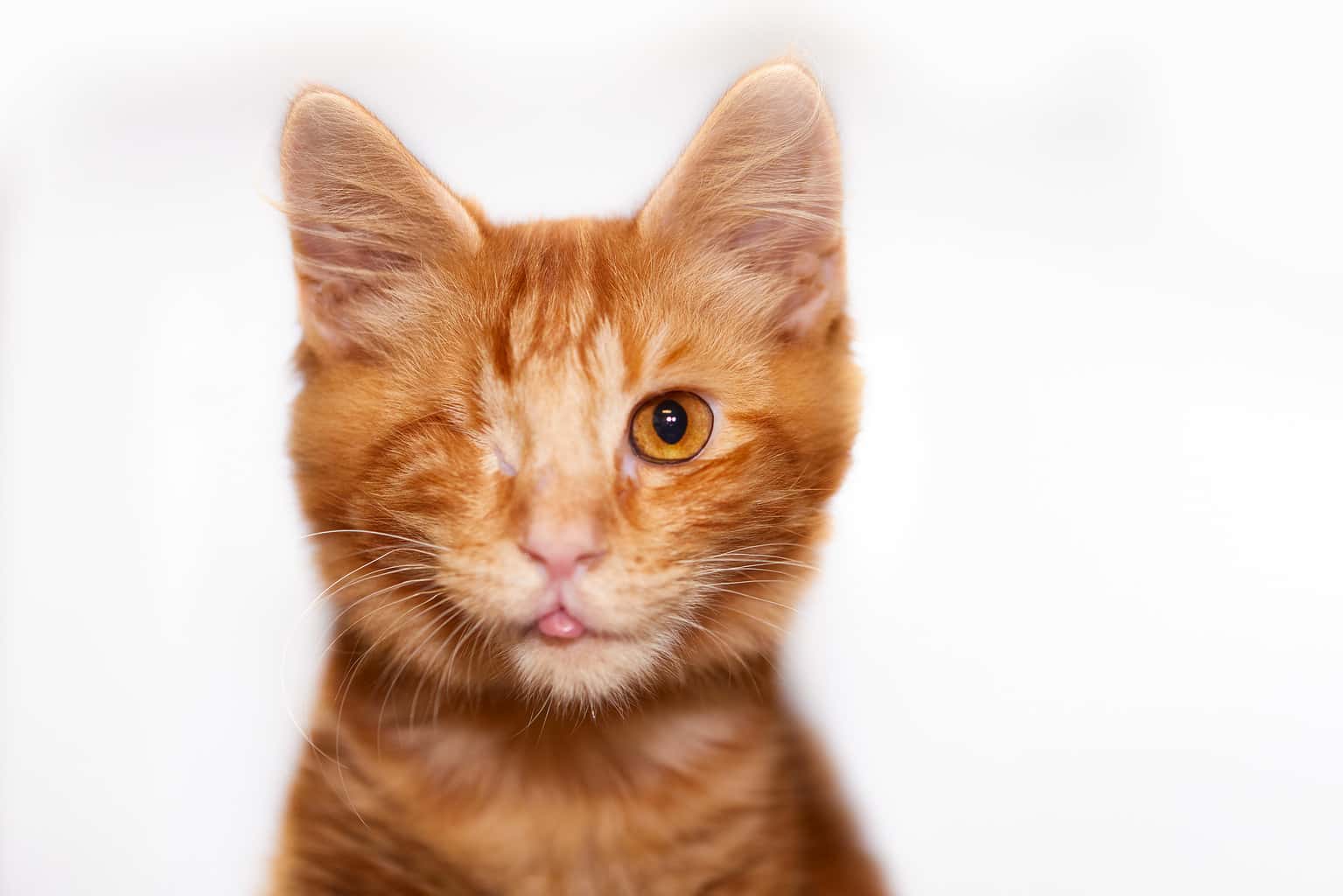 Visually Impaired Cats: 7 Ways to Make Their Lives Easier - A-Z Animals