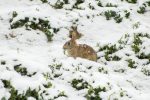 What Do Rabbits Eat in the Winter? 7 Common Foods - A-Z Animals