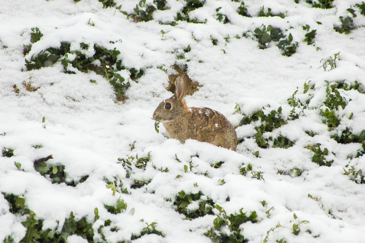 The Science of Rabbit Communication, From Nose Wiggling to Tail Wagging ...