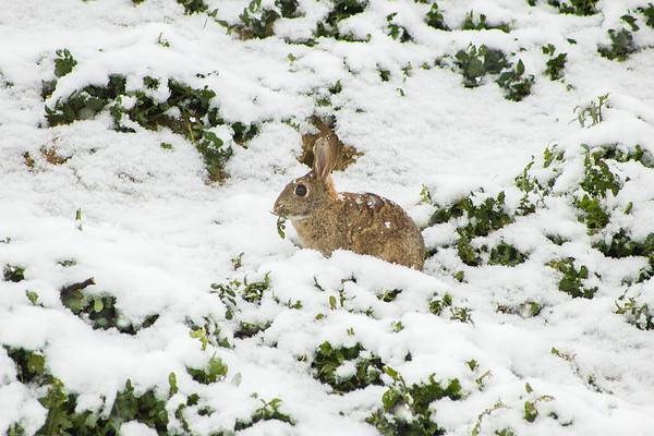 The Science of Rabbit Communication, From Nose Wiggling to Tail Wagging ...