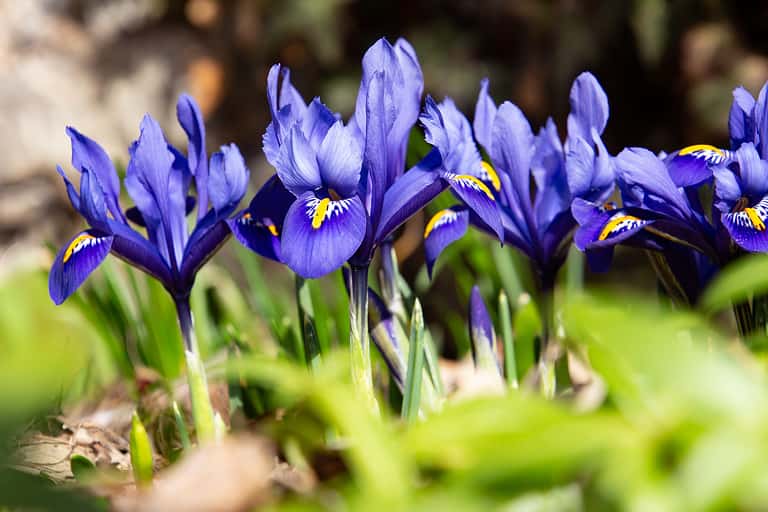10 Types of Iris and How To Tell Them Apart - A-Z Animals