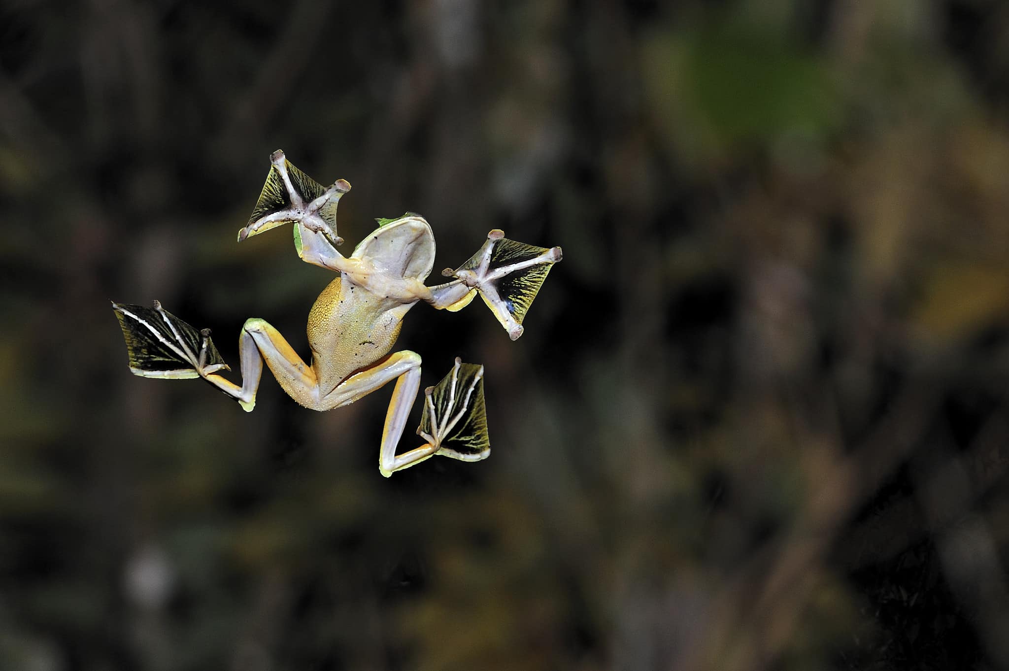 Discover 7 Animals That Glide - A-Z Animals